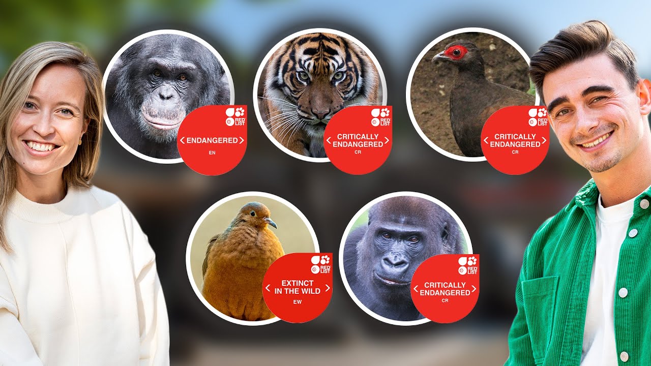 Vijf zeldzame diersoorten in Burgers' Zoo - YouTube