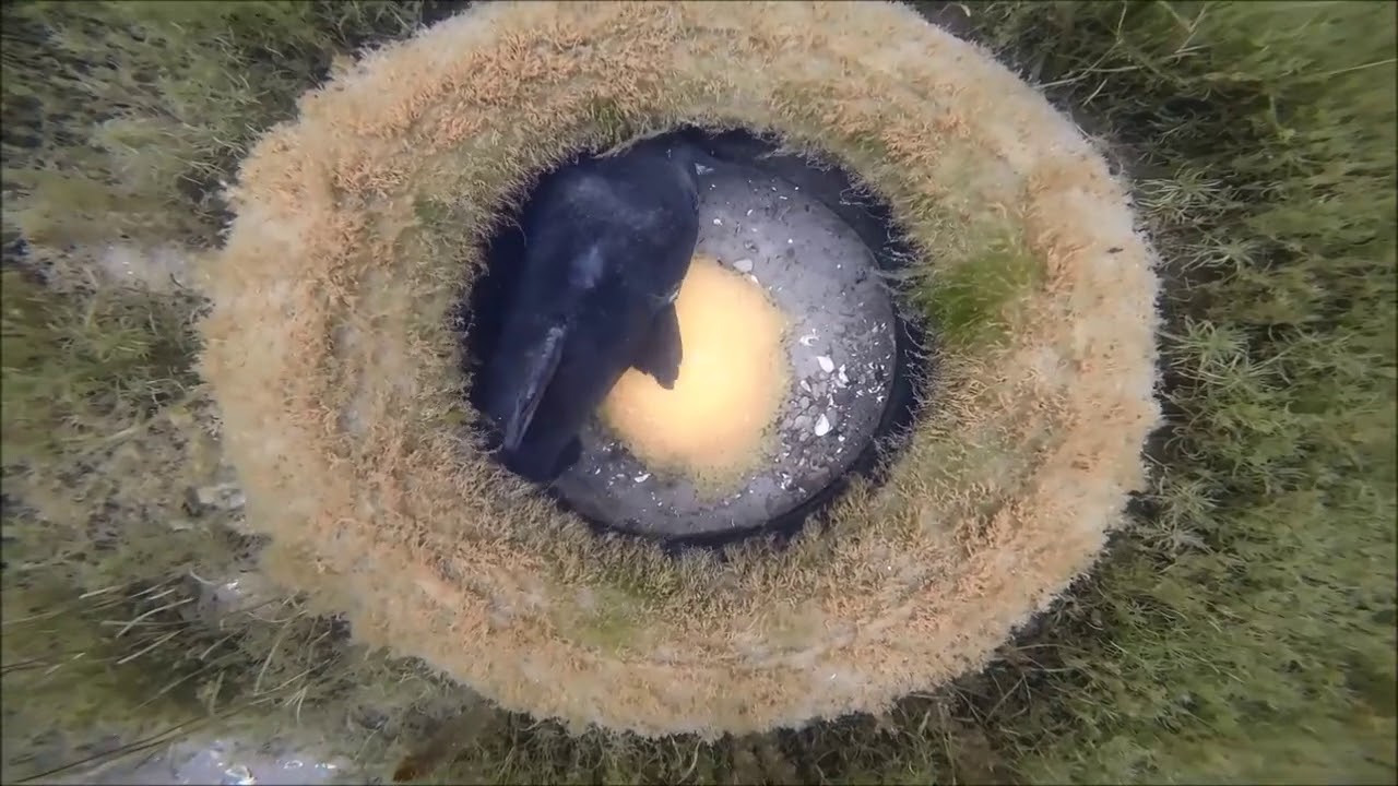 Nesting Channel Cats - YouTube