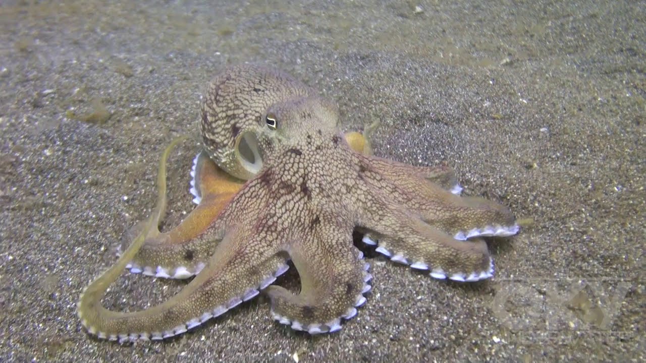 Octopus Games - YouTube