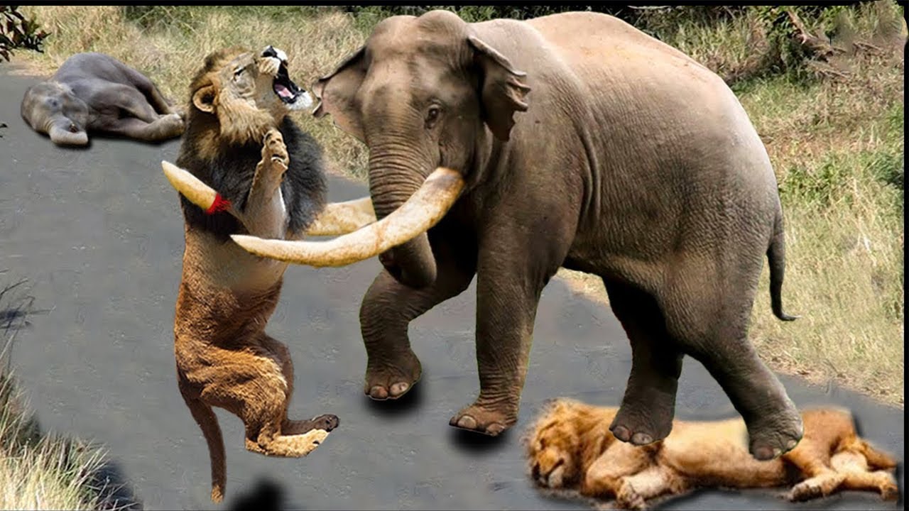 Stupid Action! Male Lion Died Tragically After A Terrible Battle With A ...