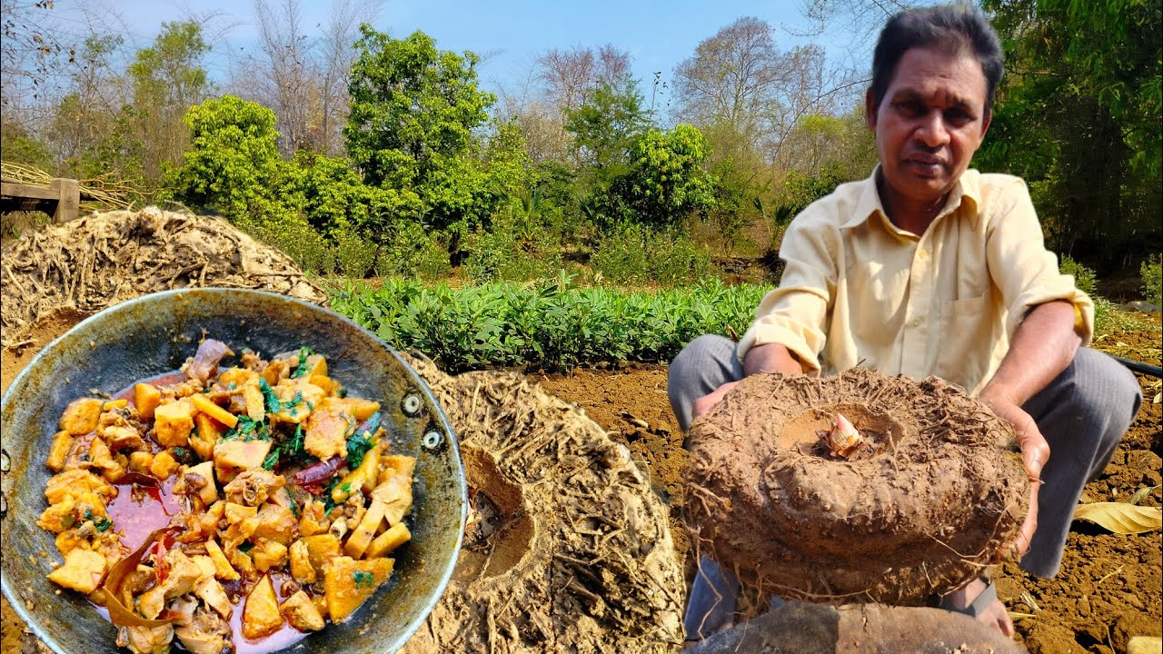 ELEPHANT FOOT YAM Cooking | Elephant Foot Yam and Gravy With Chicken ...