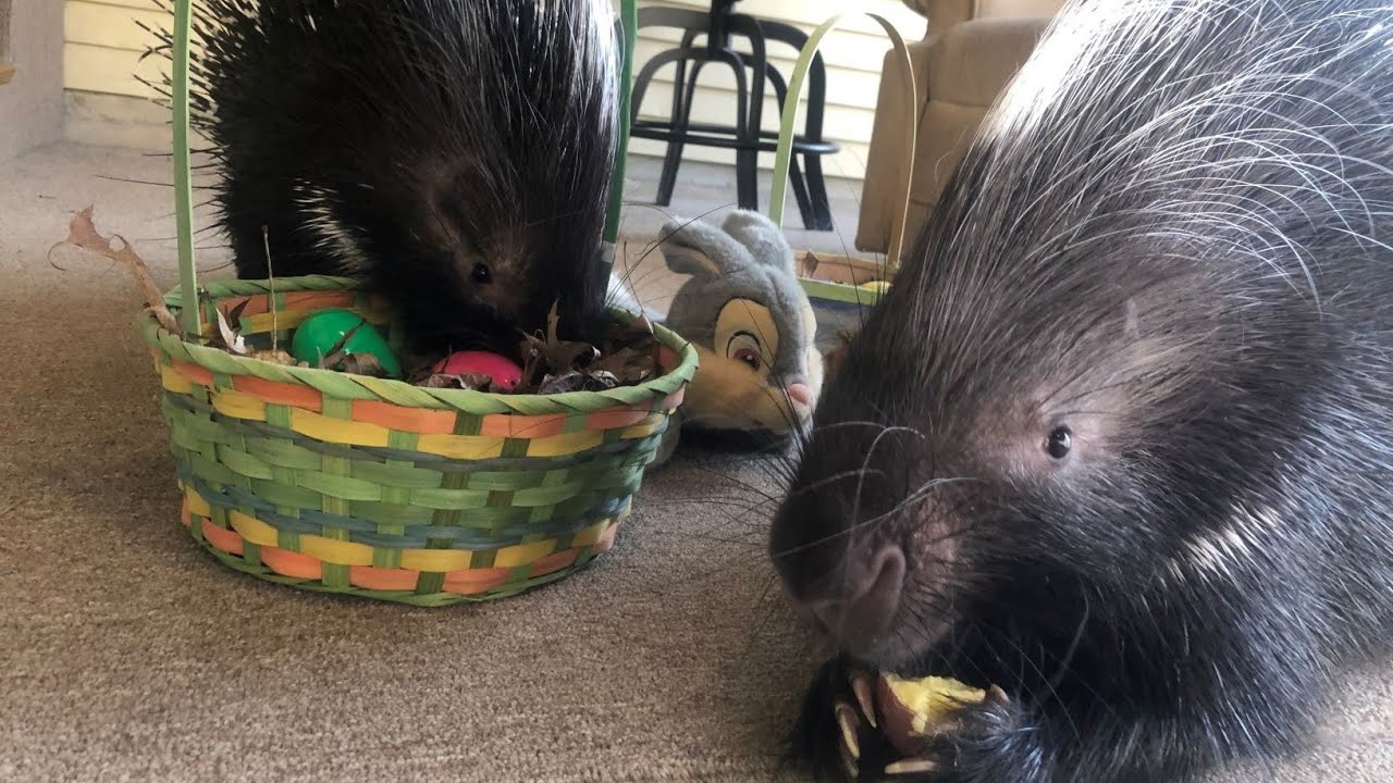 Animal Easter Egg Hunt - YouTube