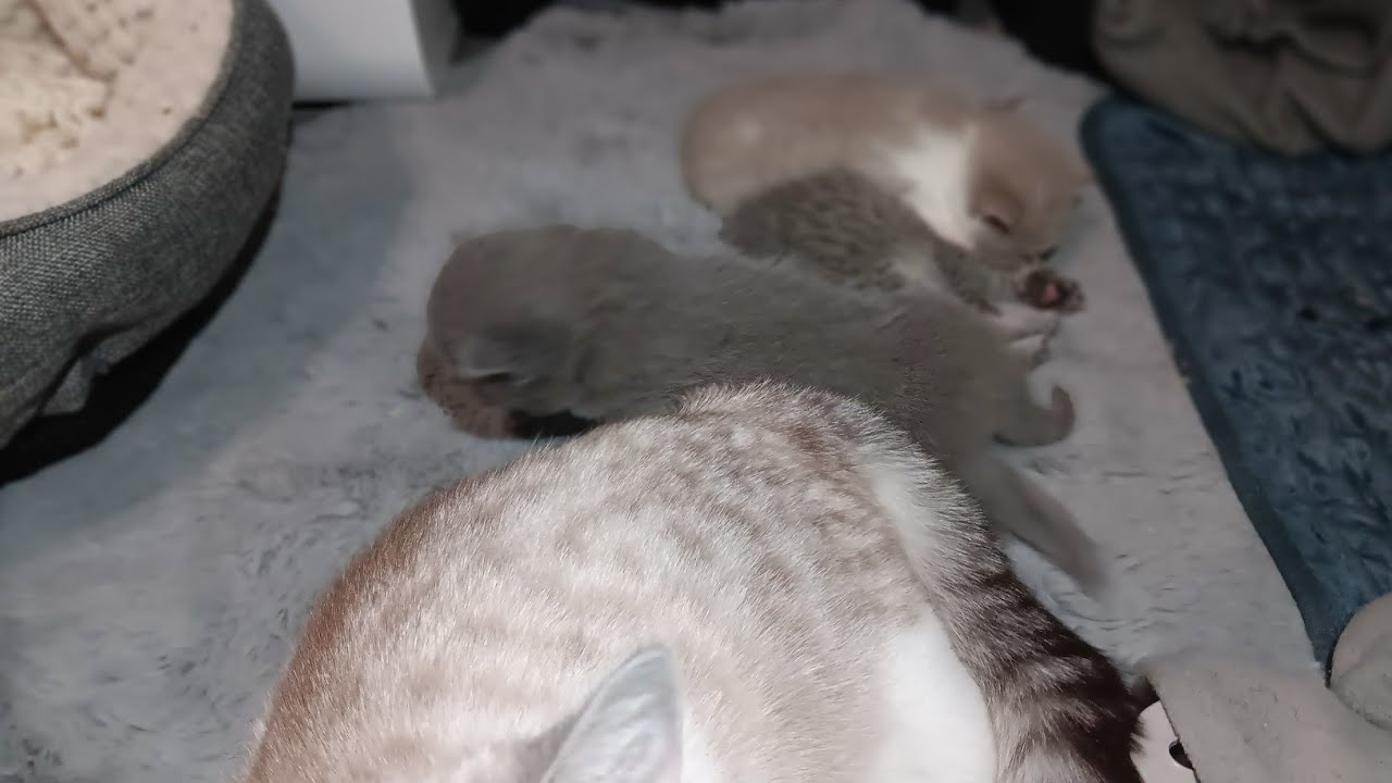 Apollo The Cat is live// watch our growing up - YouTube