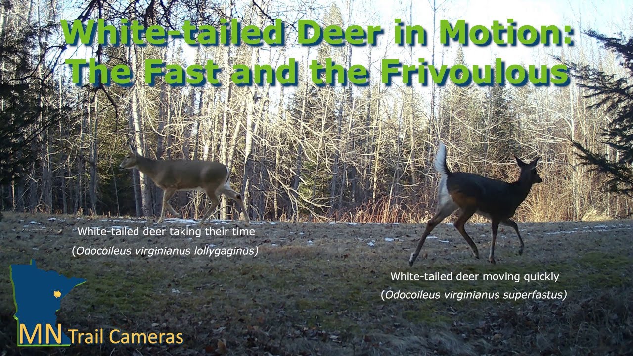 White-tailed Deer in Motion: The Fast and the Frivolous - YouTube