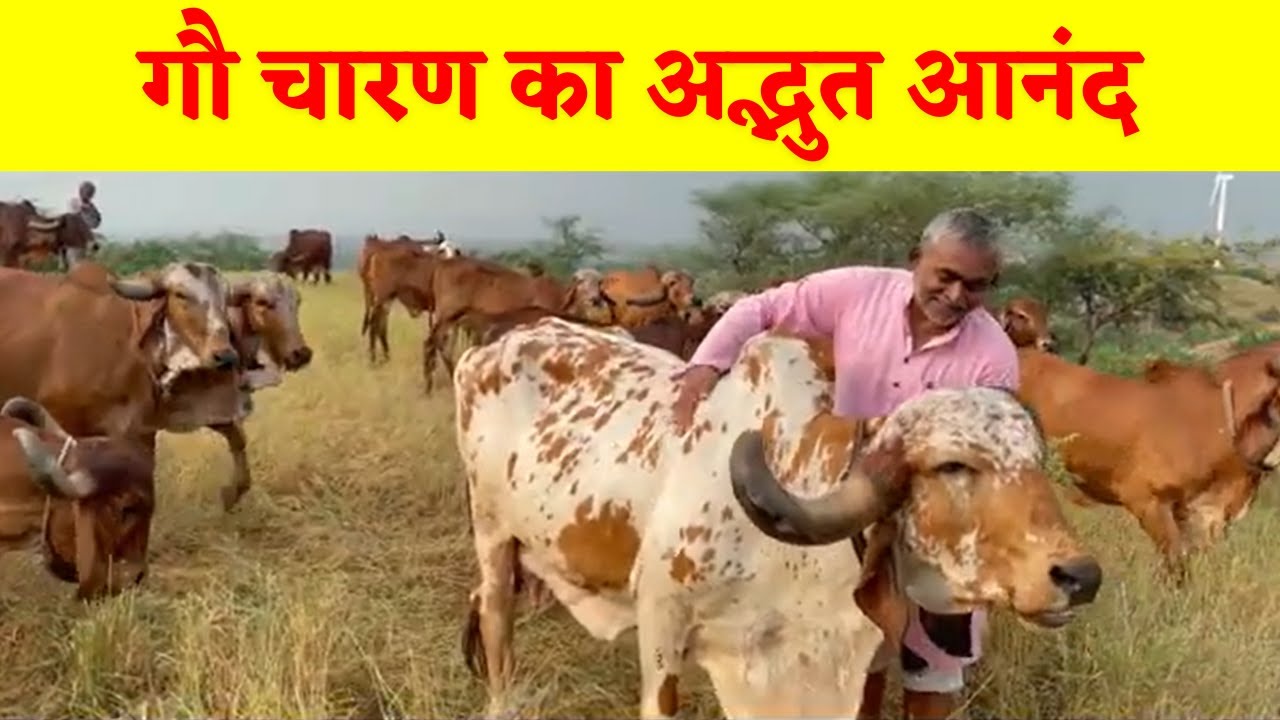 Gir Cow Grazing Green Grass on Hill !!! - YouTube