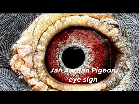 long distance pigeon eye sign(JanAardan ) - YouTube