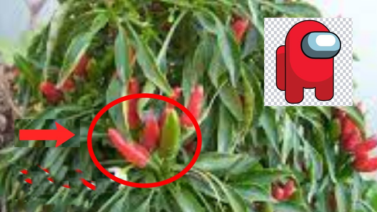 ornamental pepper is sus - YouTube