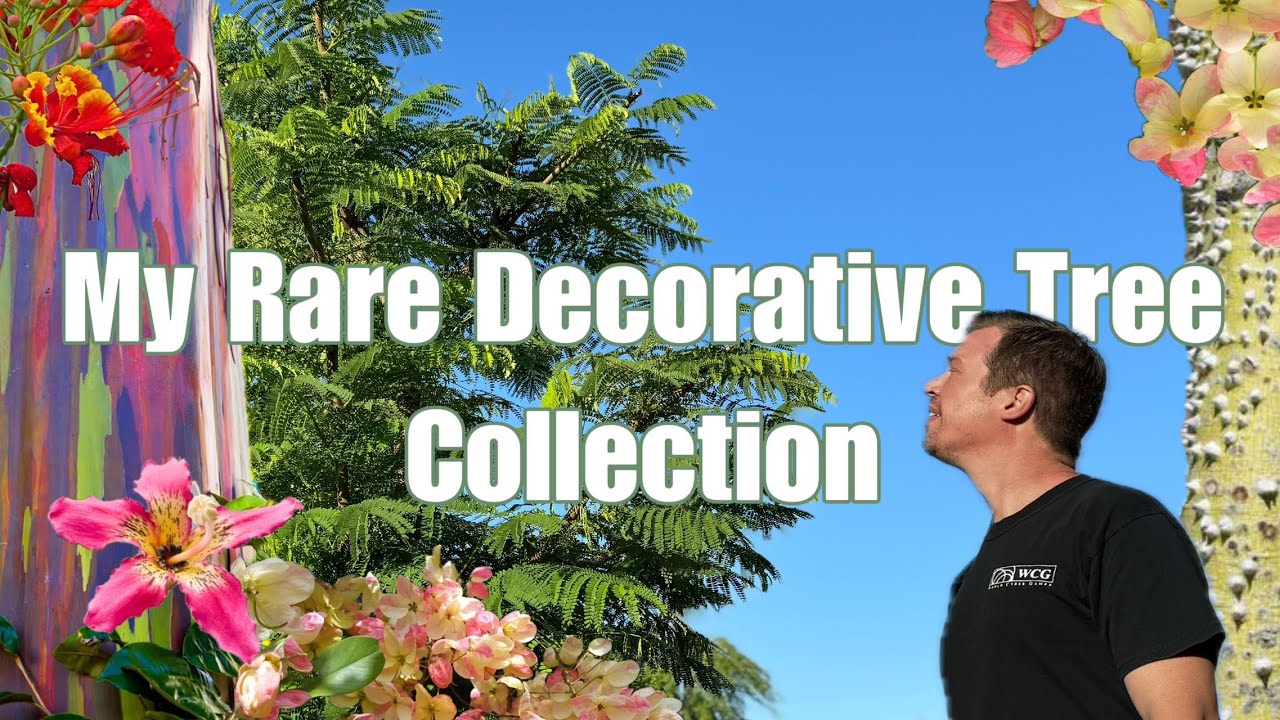 My Rare Decorative Tropical Tree Collection (6 Varieties You Rarely See ...