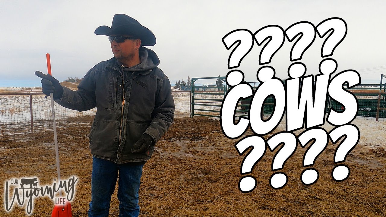 FAIL At Sorting Cows and ITS OK! - YouTube