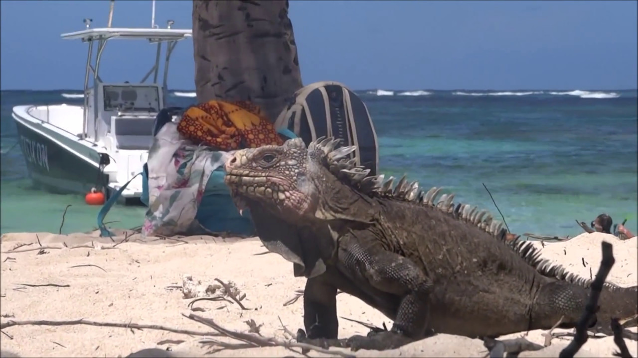 Iguane (Delicatissima) sur Petite Terre, archipel de Guadeloupe - YouTube