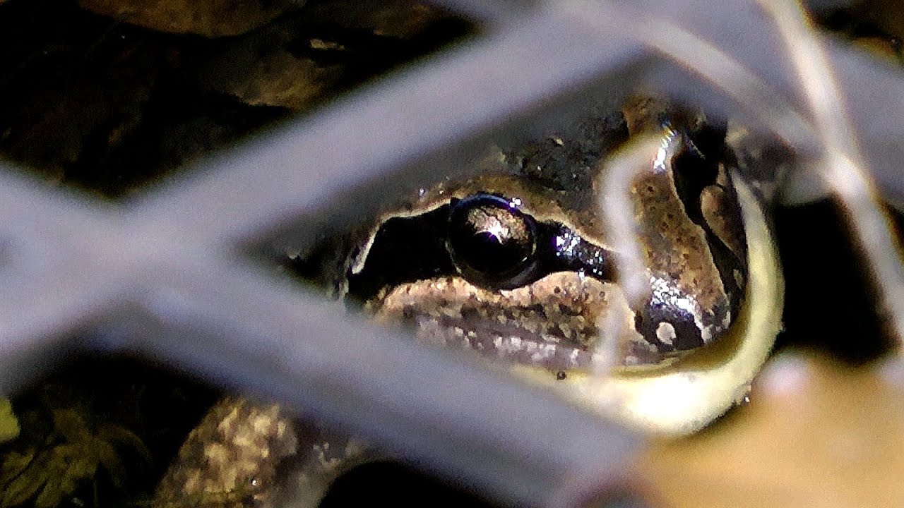 Australian Striped Marsh frog at night watching carefully - YouTube
