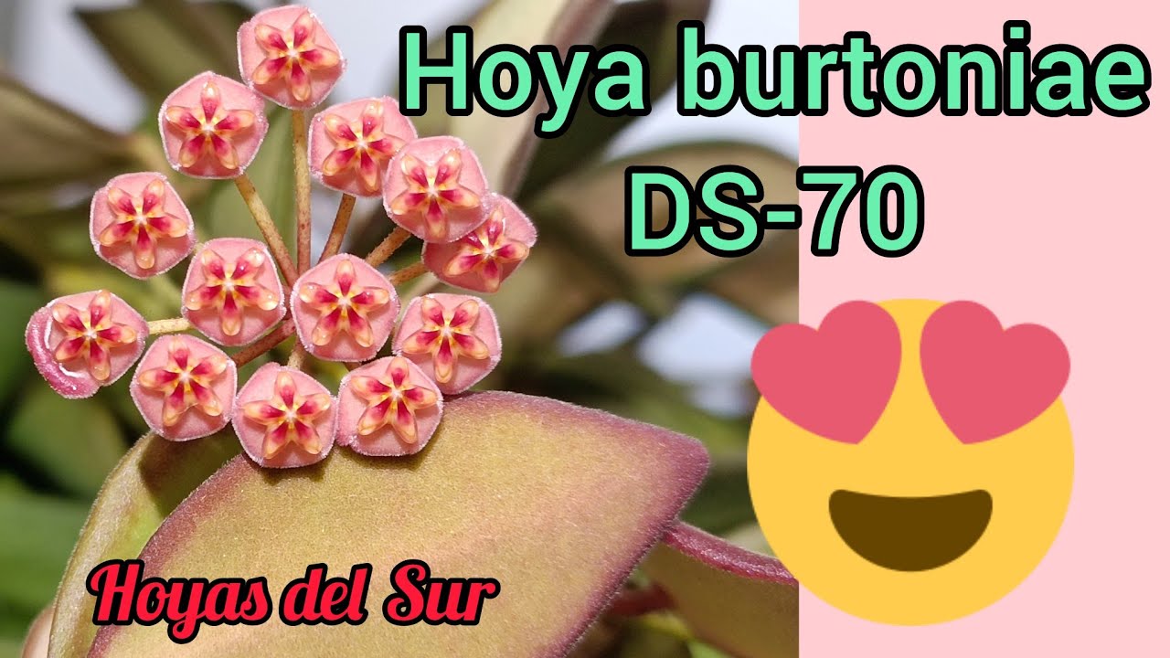 Hoya burtoniae, DS-70. Flor de Cera. Hoyas del Sur. - YouTube