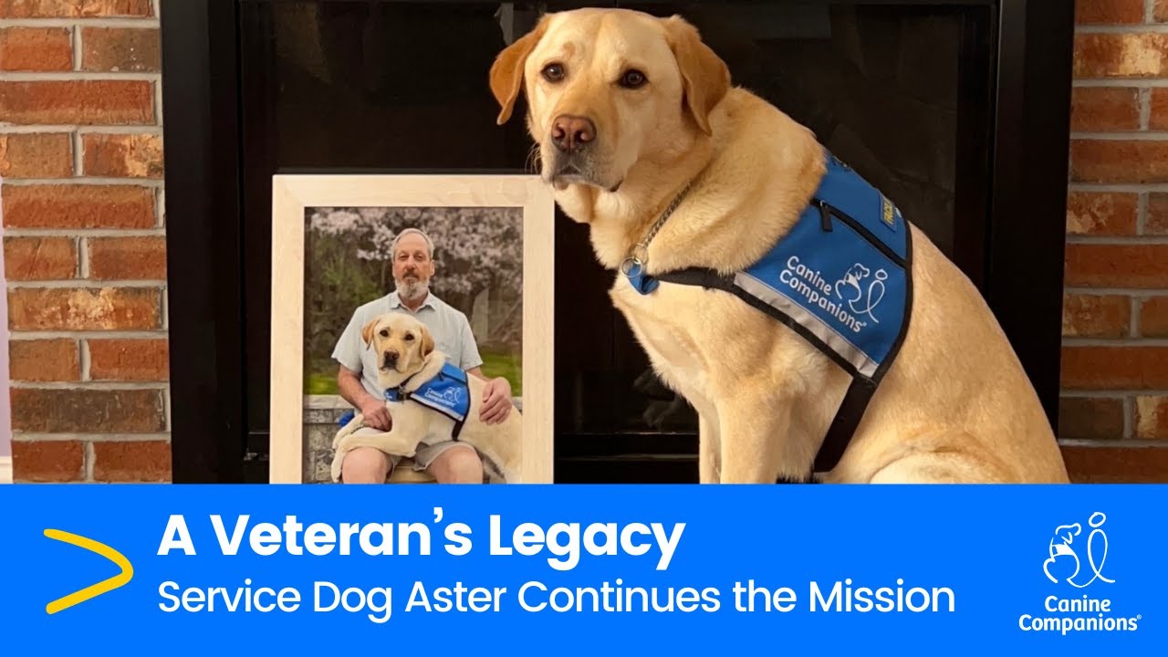A Veteran's Legacy: Service Dog Aster Continues the Mission - YouTube