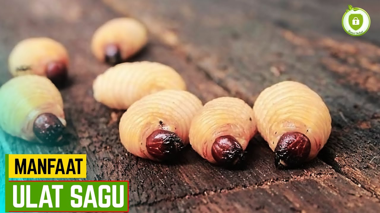 KAYA PROTEIN, 9 MANFAAT ULAT SAGU BAGI KESEHATAN - YouTube