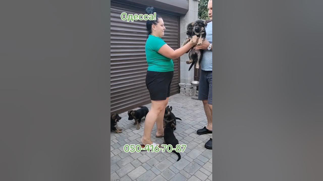 Одесса Продаются щенки немецкой овчарки от Альфонса ф Тронье и Лолы