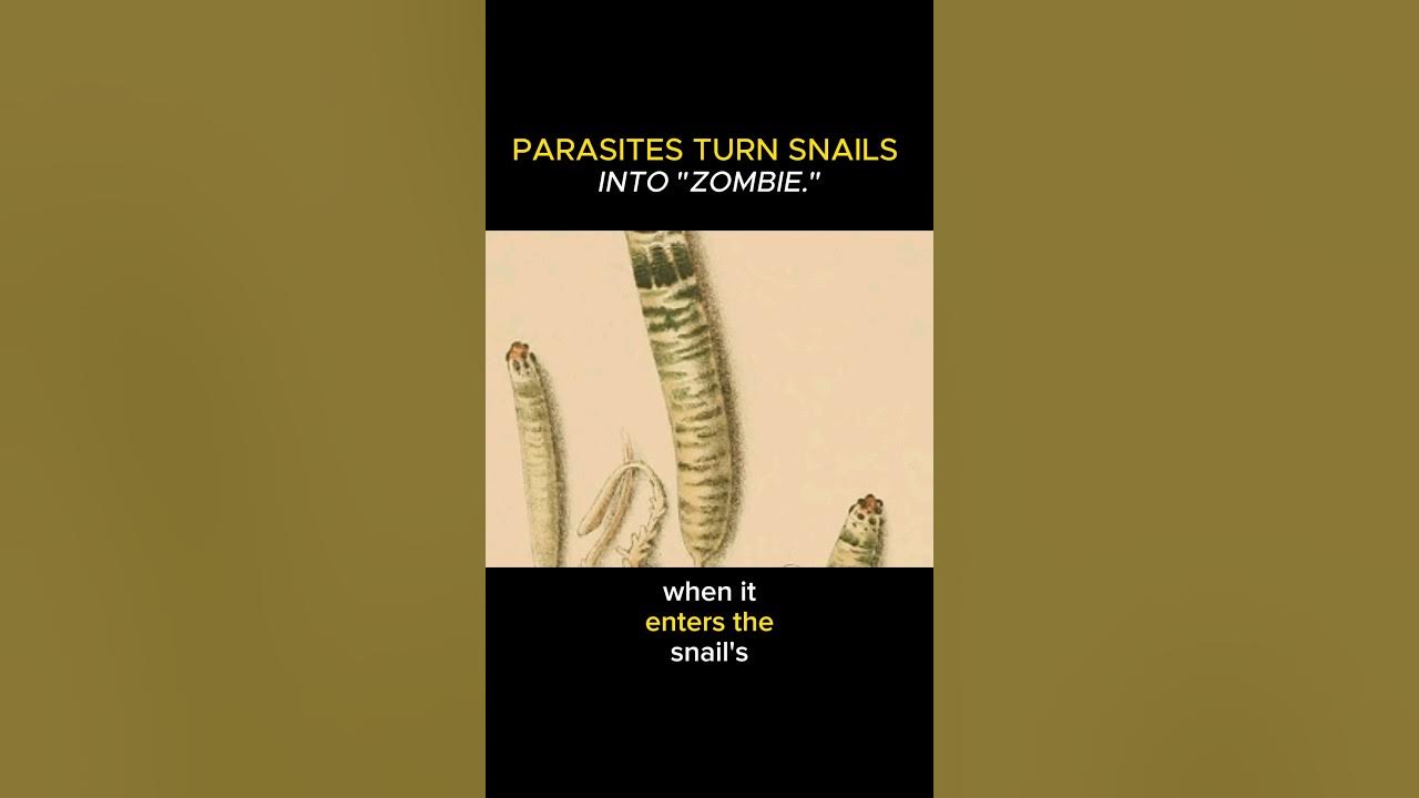 Parasites turn snails into "Zombies." - YouTube