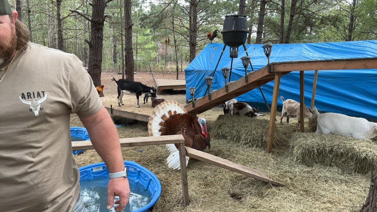 Animal live cam - YouTube