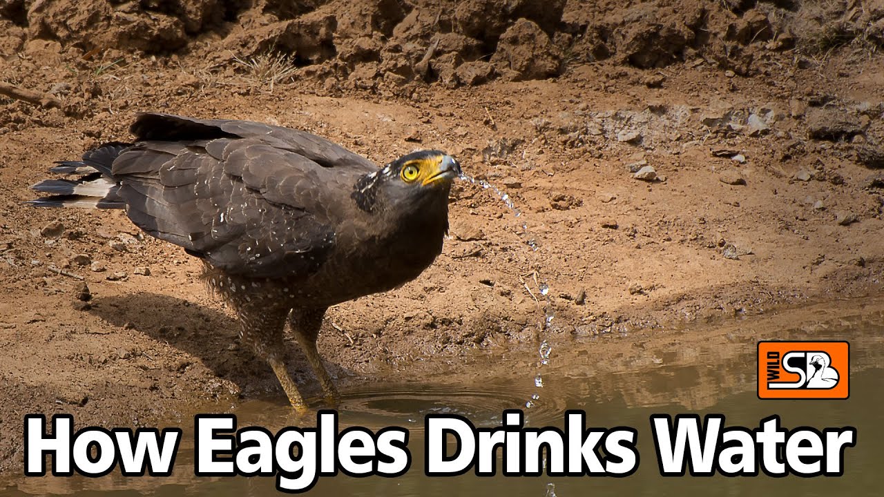 How Eagles Drink Water | wild sb | #eagle - YouTube