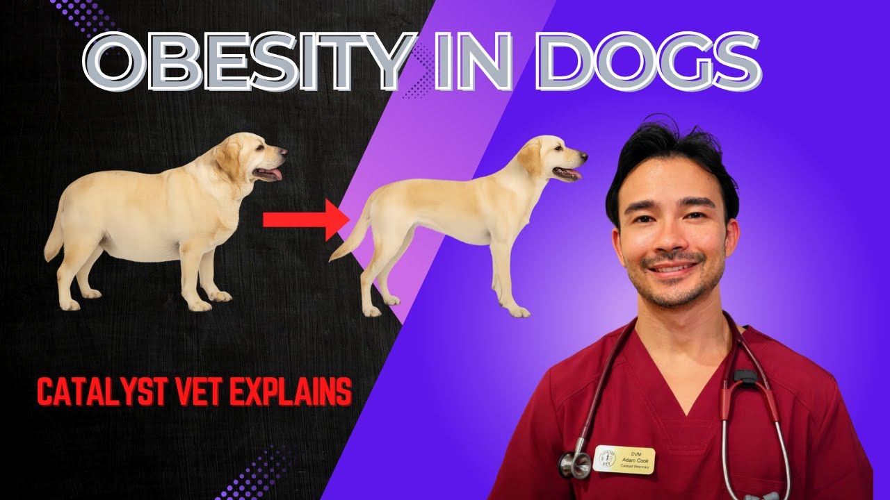 Obesity in Dogs | Catalyst Vet Explains - YouTube