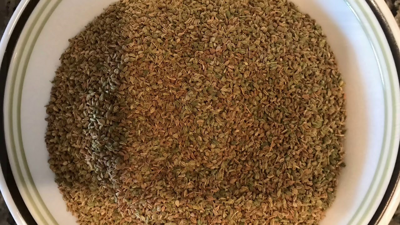 Growing carom seeds at home# Ajwain #Green Garden#2019 - YouTube