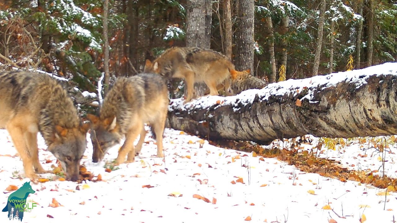 Wolf pups checking things out and eating snow - YouTube