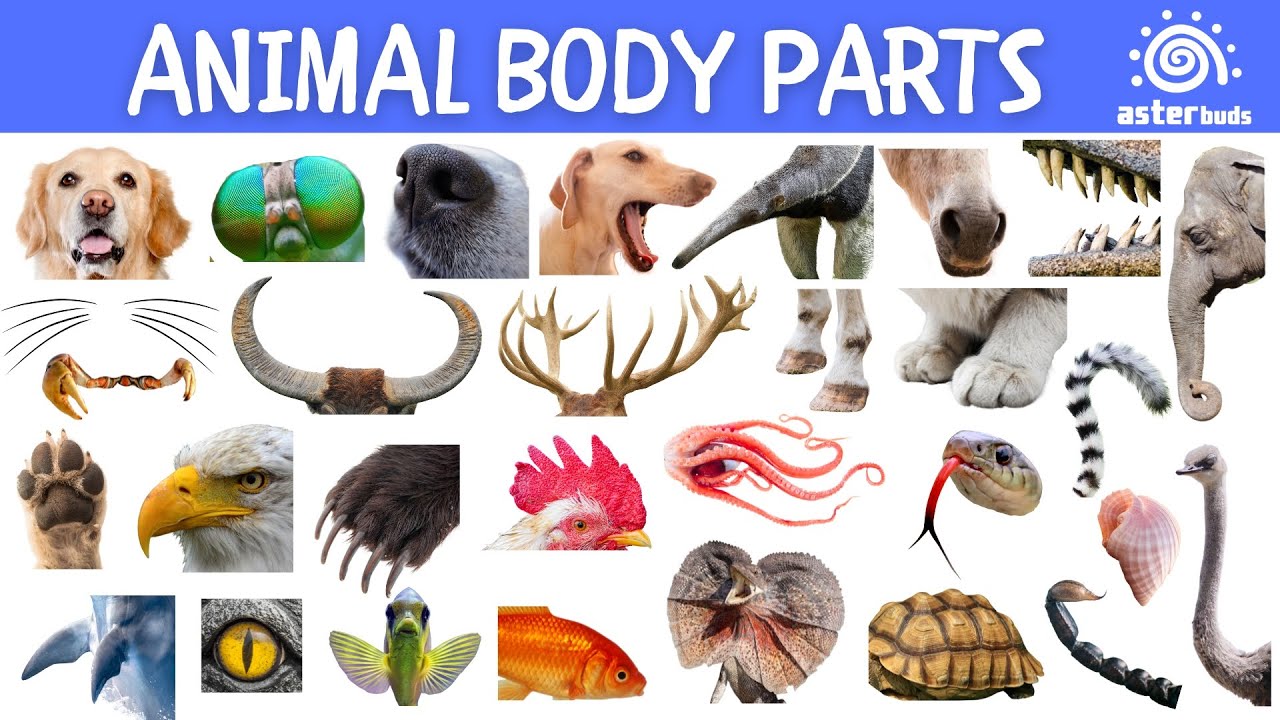 Animals Body Parts | Learn About Mammals, Birds, Reptiles, Amphibians ...