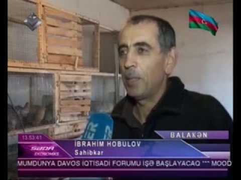 Balaken Katex Bildircin
