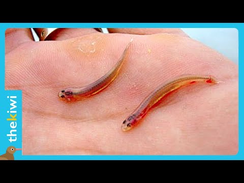 Candiru: the little fish that spreads terror in the Amazons - YouTube