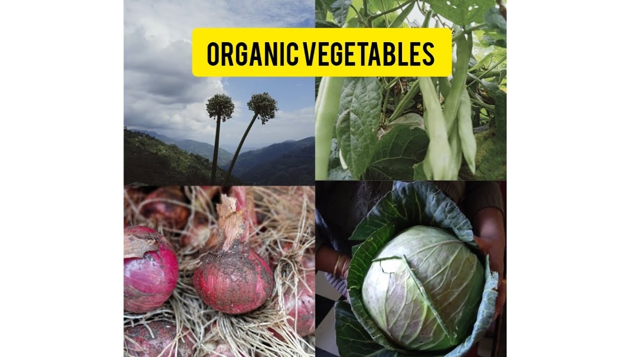 Apni ghar ki kheti || Organic vegetables 🥦🥒 - YouTube