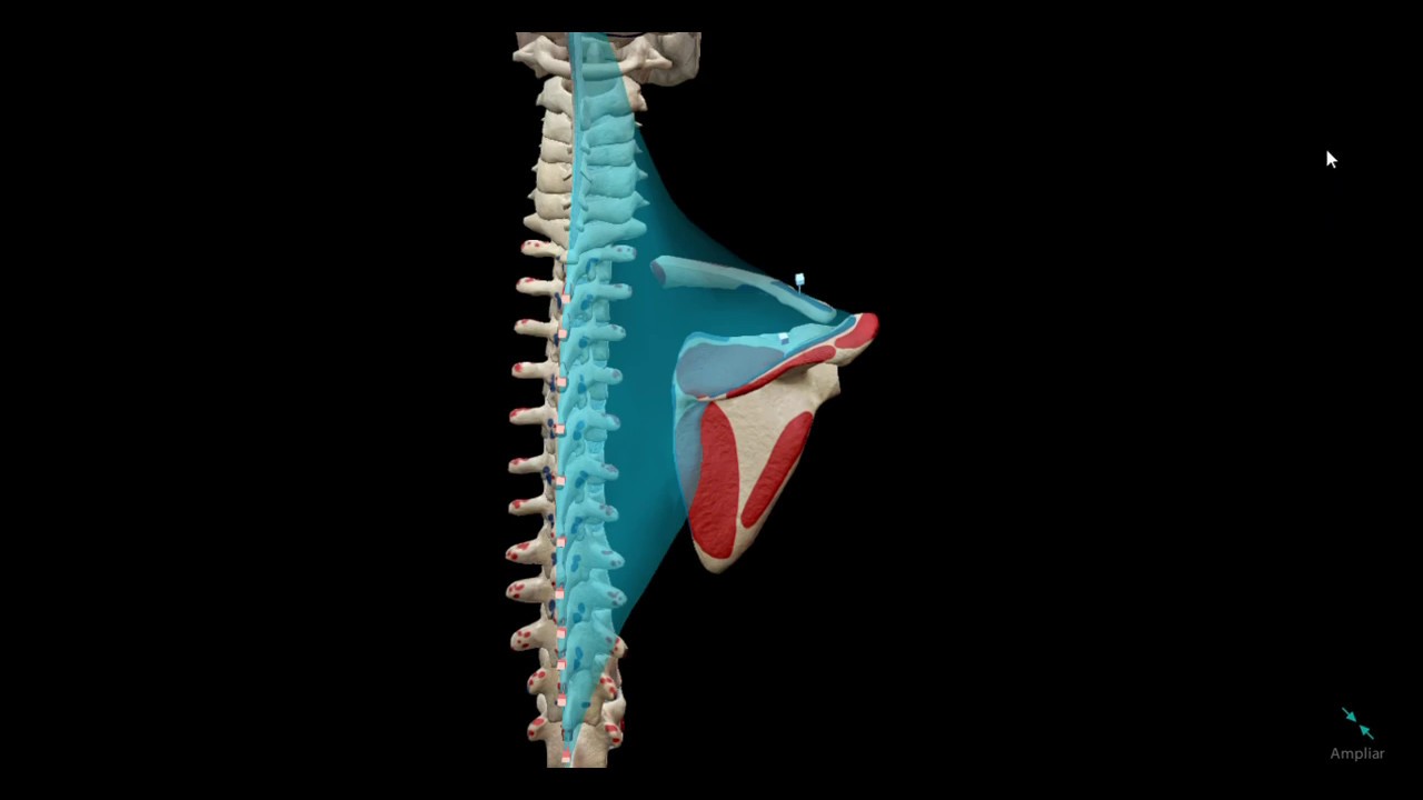 Anatomía de Músculo Trapecio CON VÍDEO - Origen, Inserción, Acción ...