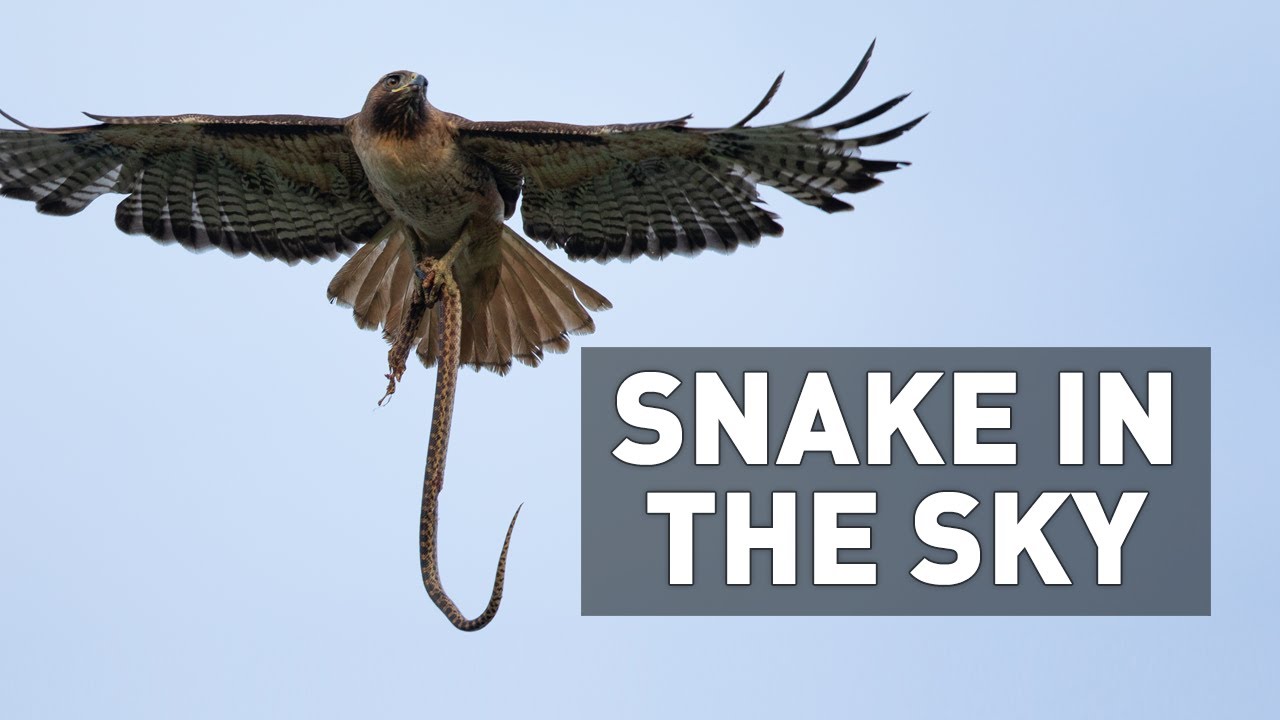 Snake falls from the sky and hawk dives after it - YouTube