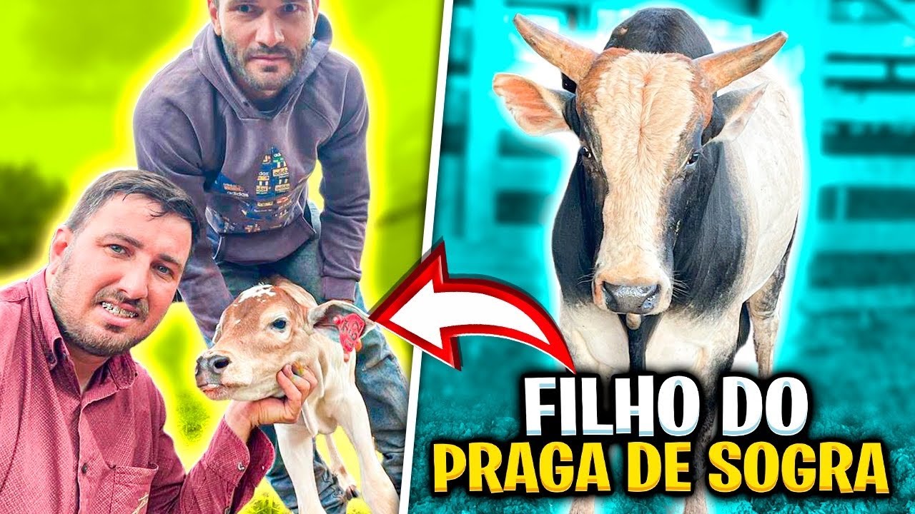 NASCEU O FILHO DO BOI QUE EU MAIS GOSTO - YouTube