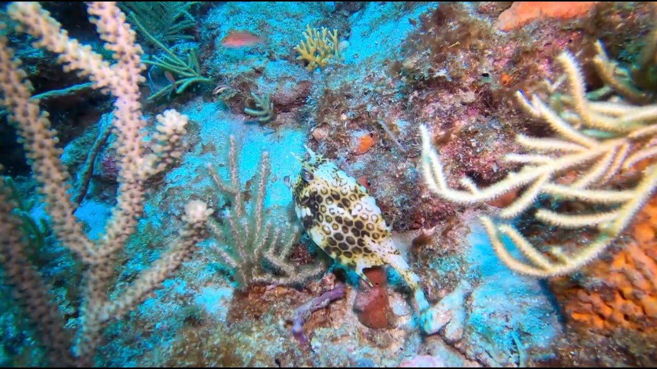 West Palm Beach Diving - Easily Accessible and Beautiful - AmericanReef ...