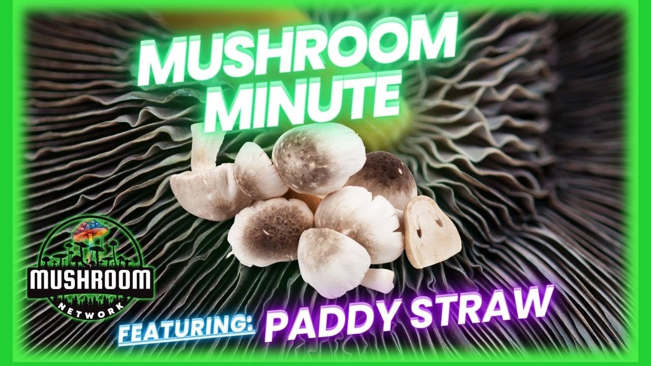Paddy Straw Mushroom - The 🍄 Mushroom Network #mycology #mushrooms # ...