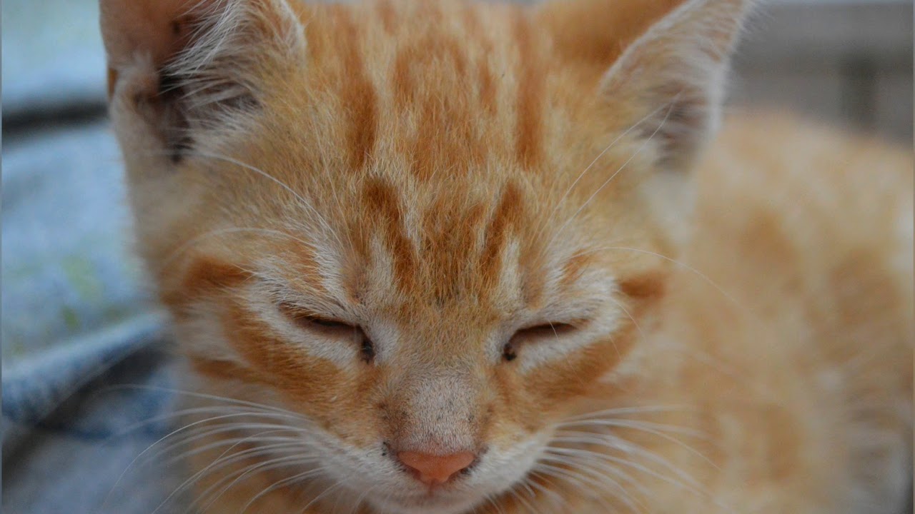 Relaxzation-Zen & Peaceful Sleep with cute kittens - YouTube