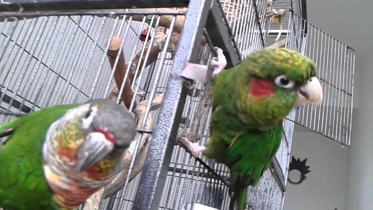 Hoffman's Conure & Green Cheek conures - YouTube