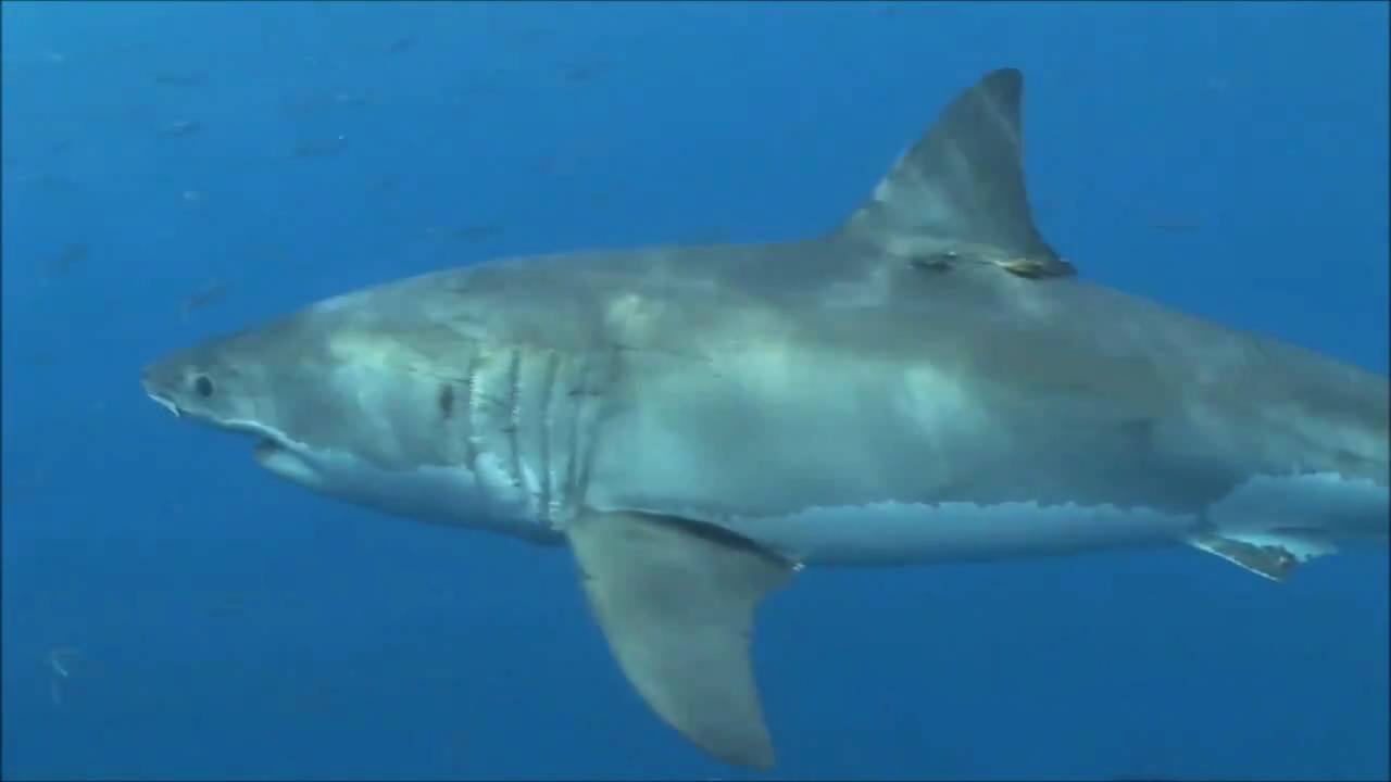 03/04/11 IL SENSO DELLA VITA - SQUALO A FREGENE 25/02/11 - ITALIA - YouTube