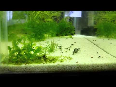 Blue Carbon Rili Shrimp Tank - YouTube