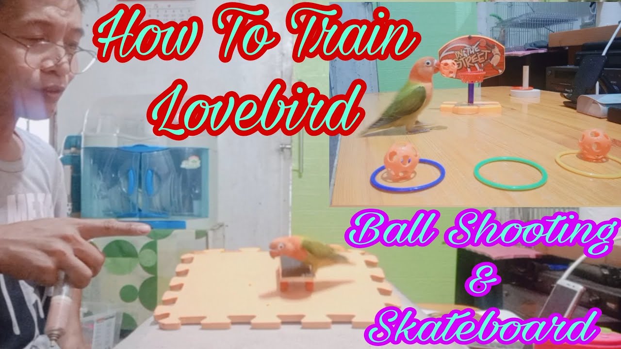 Birdtricks Show / Continious Learning Process - YouTube