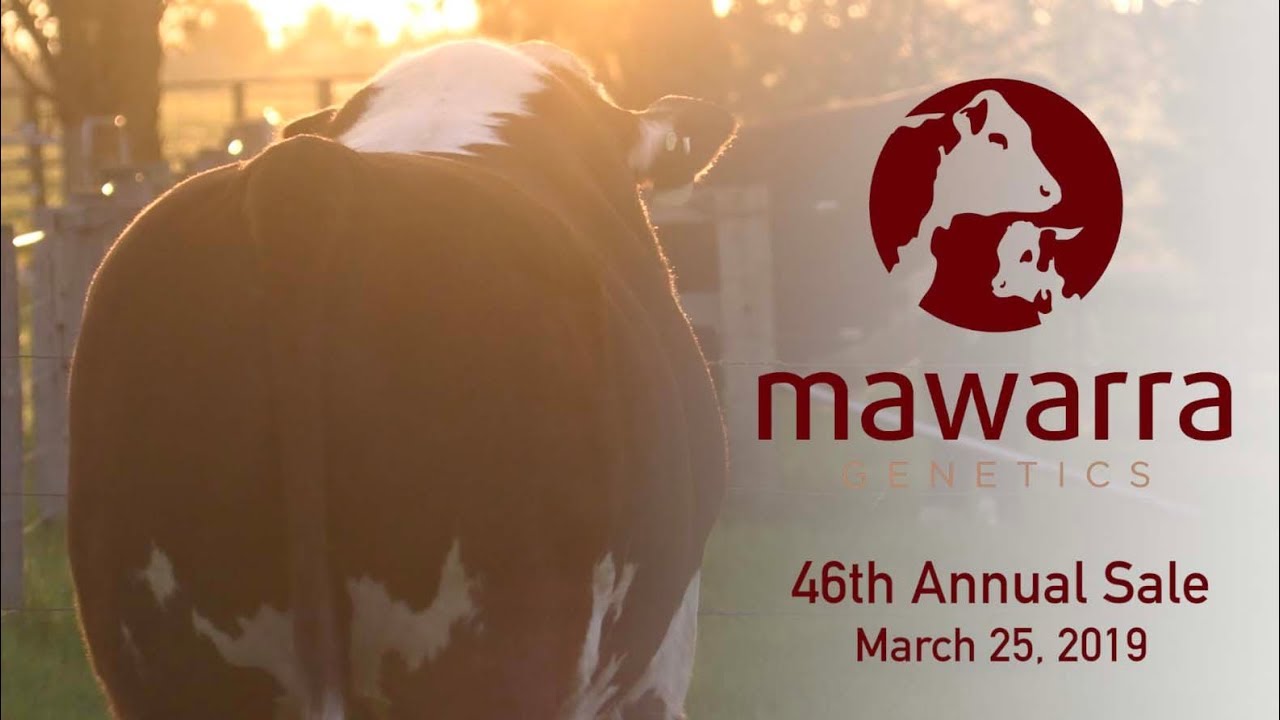 Mawarra Genetics 2019 Sale Results - YouTube