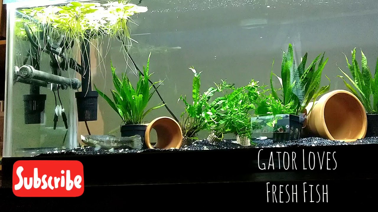 My Red Wolf Fish : Erythrinus Erythrinus - YouTube