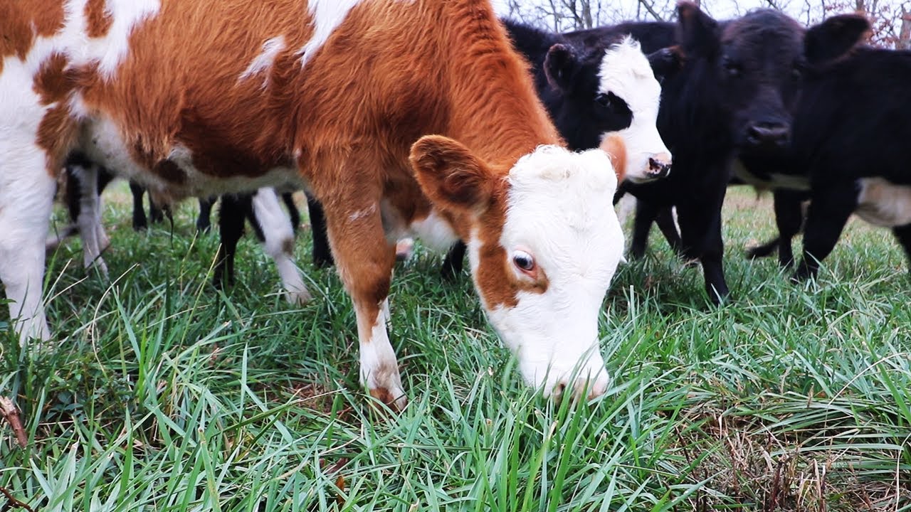 FRESH GRASS = HAPPY CALVES! - YouTube