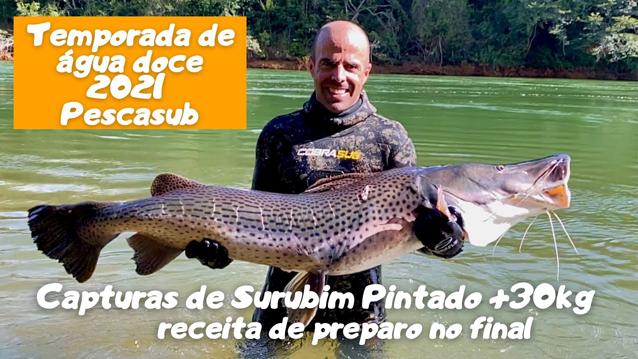 Surubim Pintado 30kg + receita de preparo - pescasub 2021 - YouTube