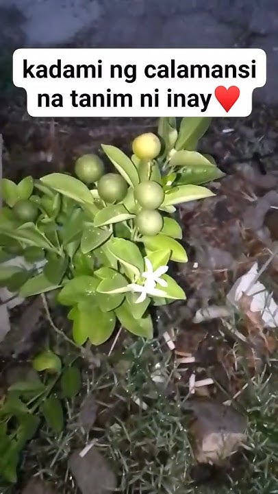 napakadaming bunga ng calamansi ni inay - YouTube