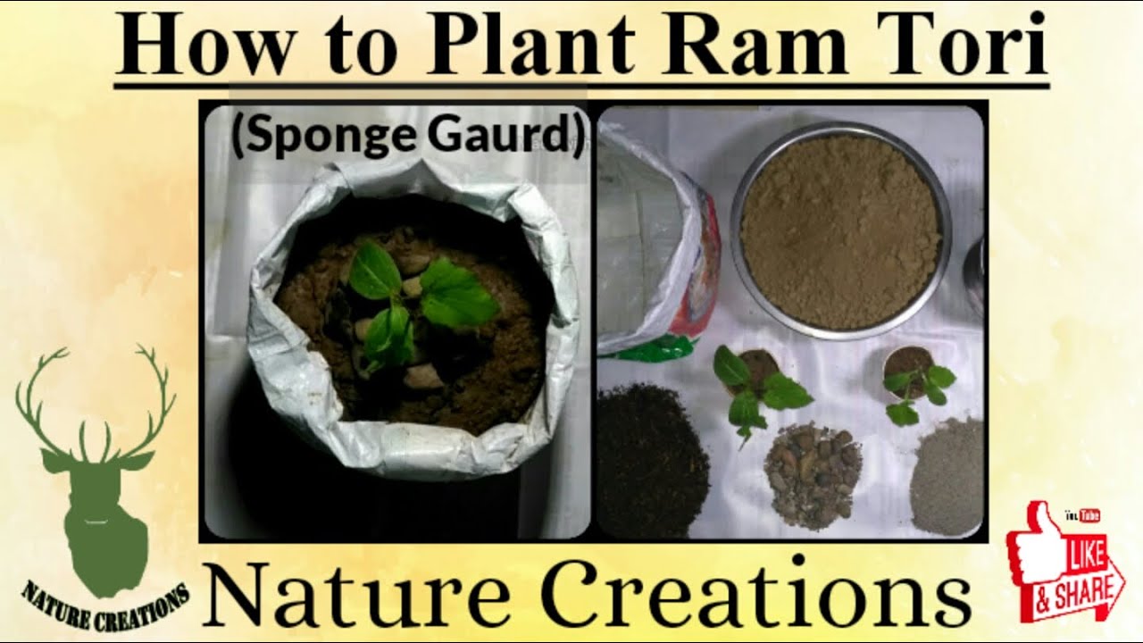 How to Plant Ram Tori ( Sponge Gaurd) || Nature Creations - YouTube