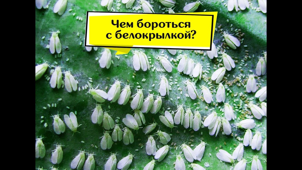 Обработка пеларгоний (Teppeki) от белокрылки . - YouTube