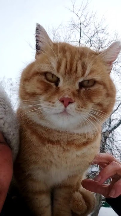 С новым годом!#кот #котики#рыжийкот#смешныекошки#cat#pets#redcat# ...