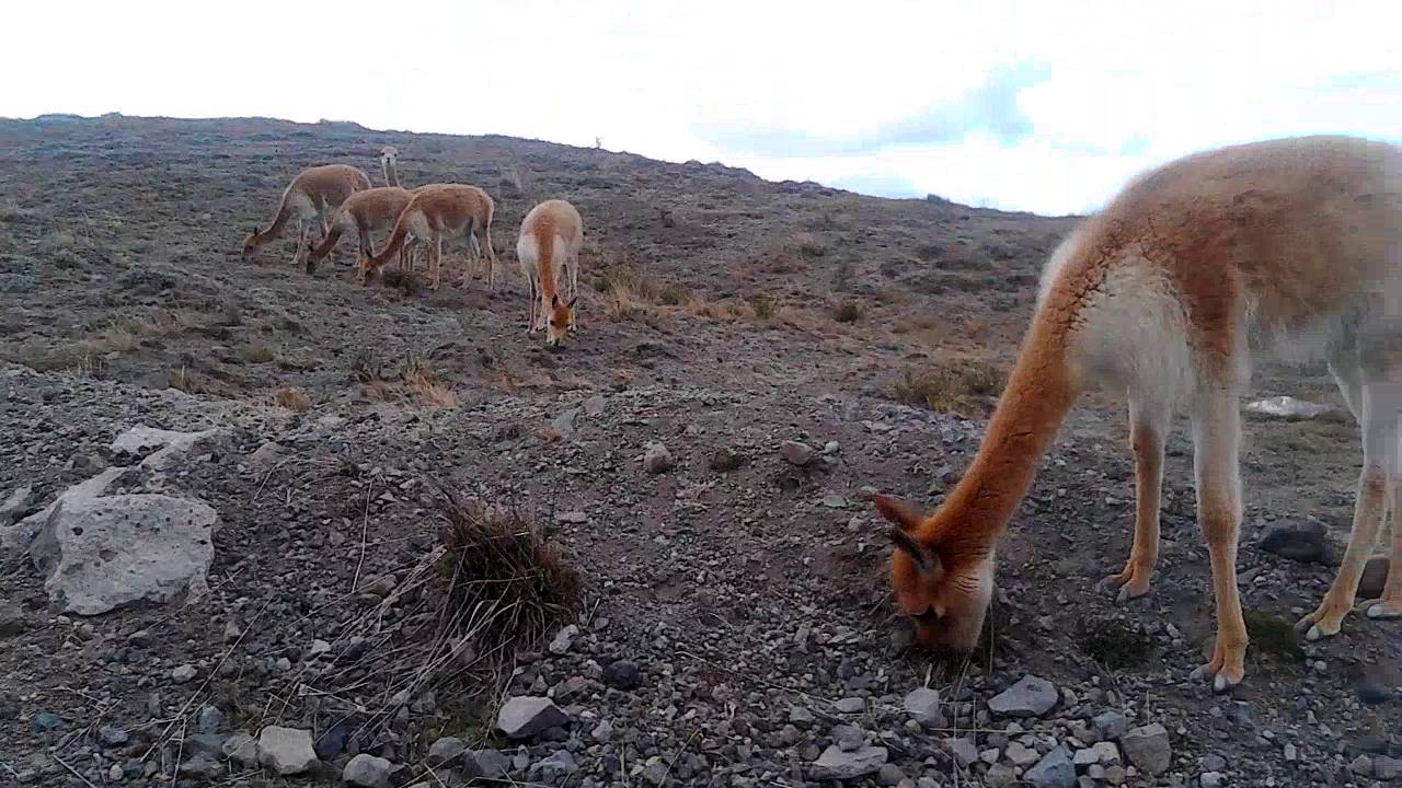 Animales en paramo del volcan Chimborazo - YouTube