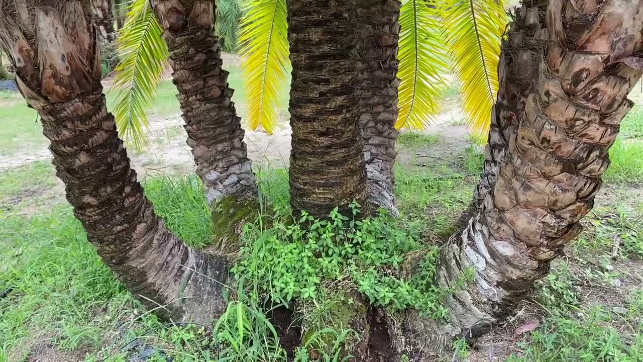 Sylvester/Reclanata/Near Perfect One of a Kind Specimen/Multi Trunk ...