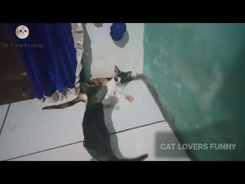 Sphynx Cat Mating